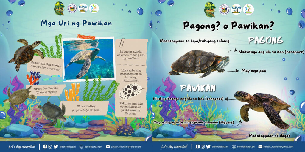 Sa nalalapit na Pawikan Festival – Behold Bataan